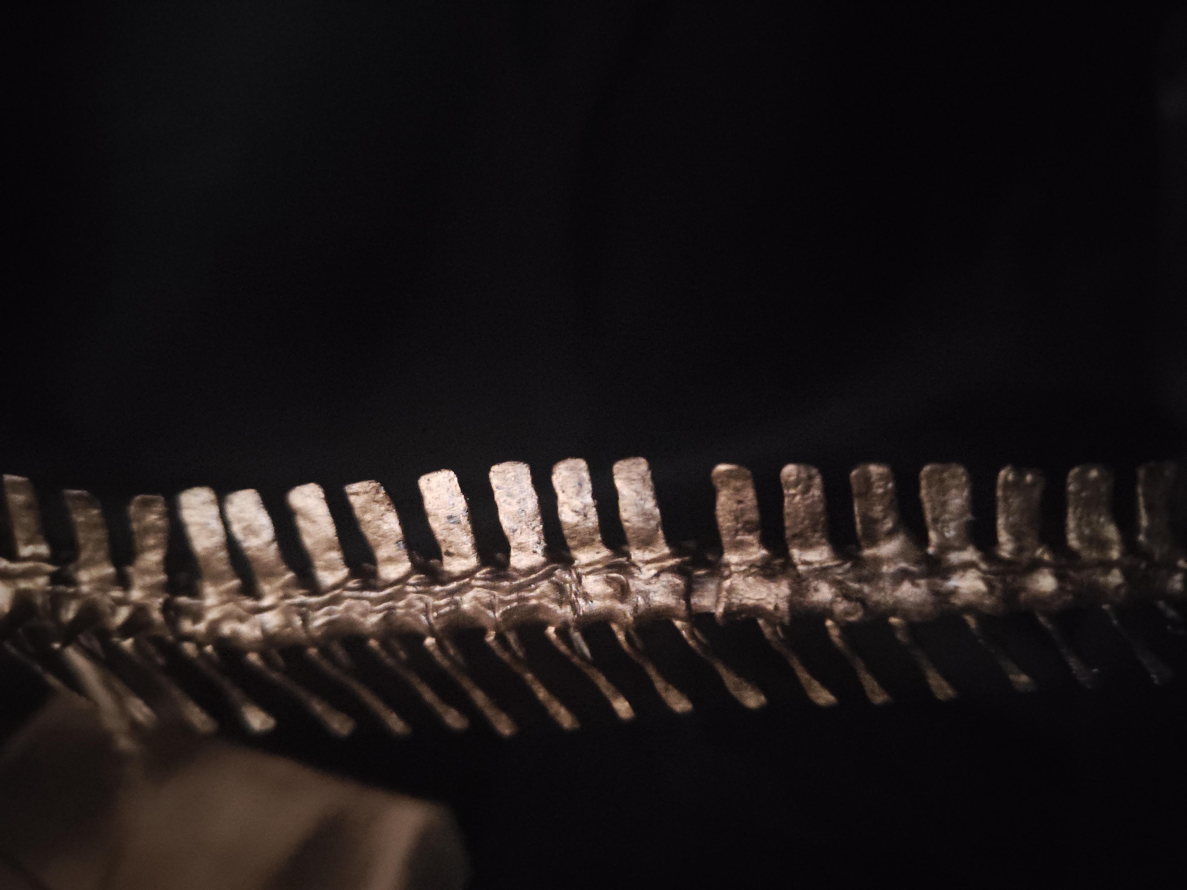 My pachy model made by Nova Studios | Scrolller