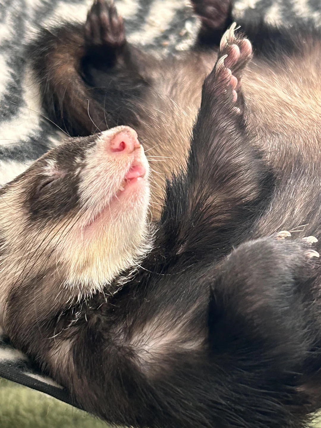 Winnie take a sleeeep | Scrolller