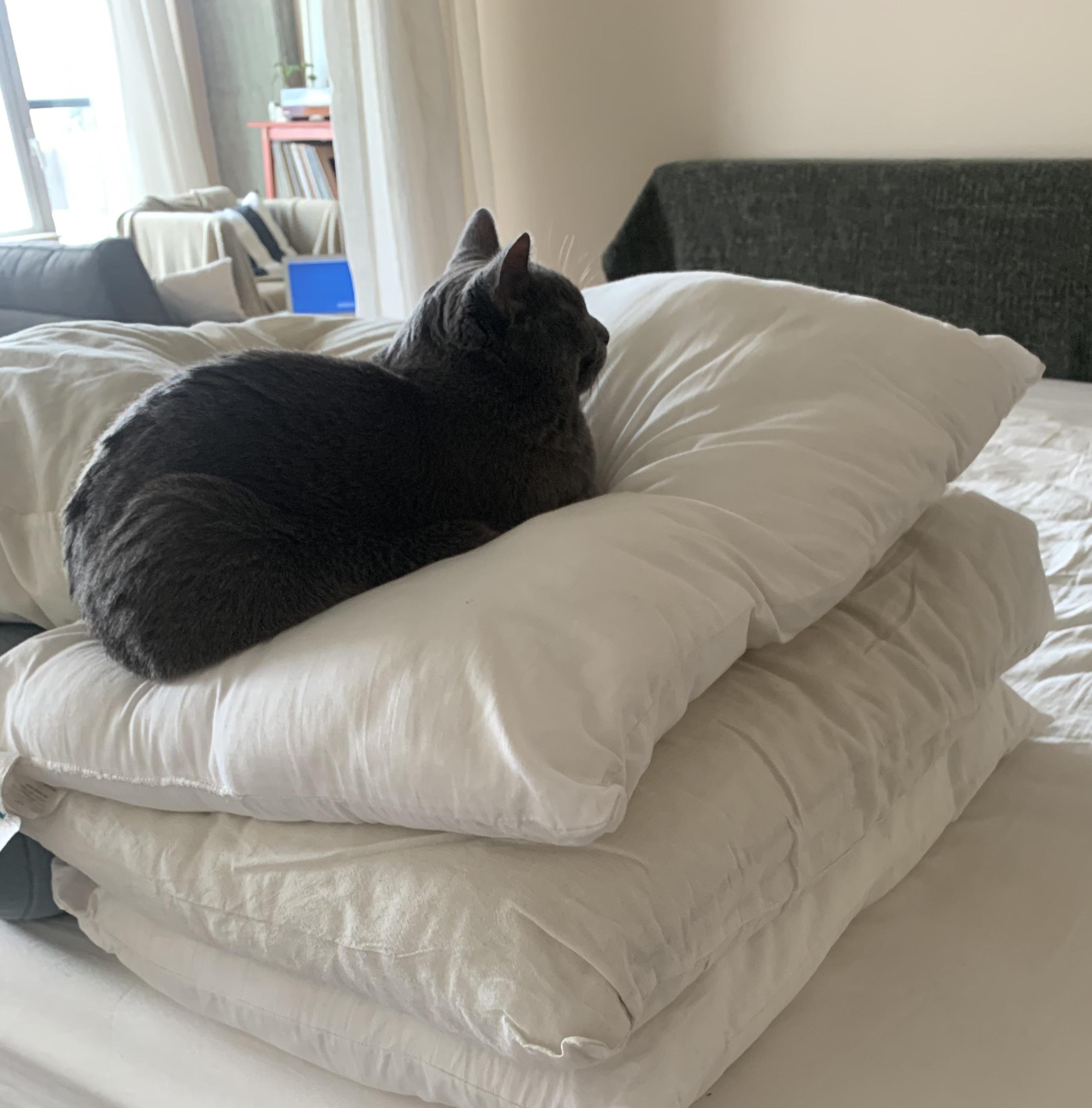 Discover more like Catloaf: Princess and the pea and Related Content | Scrolller