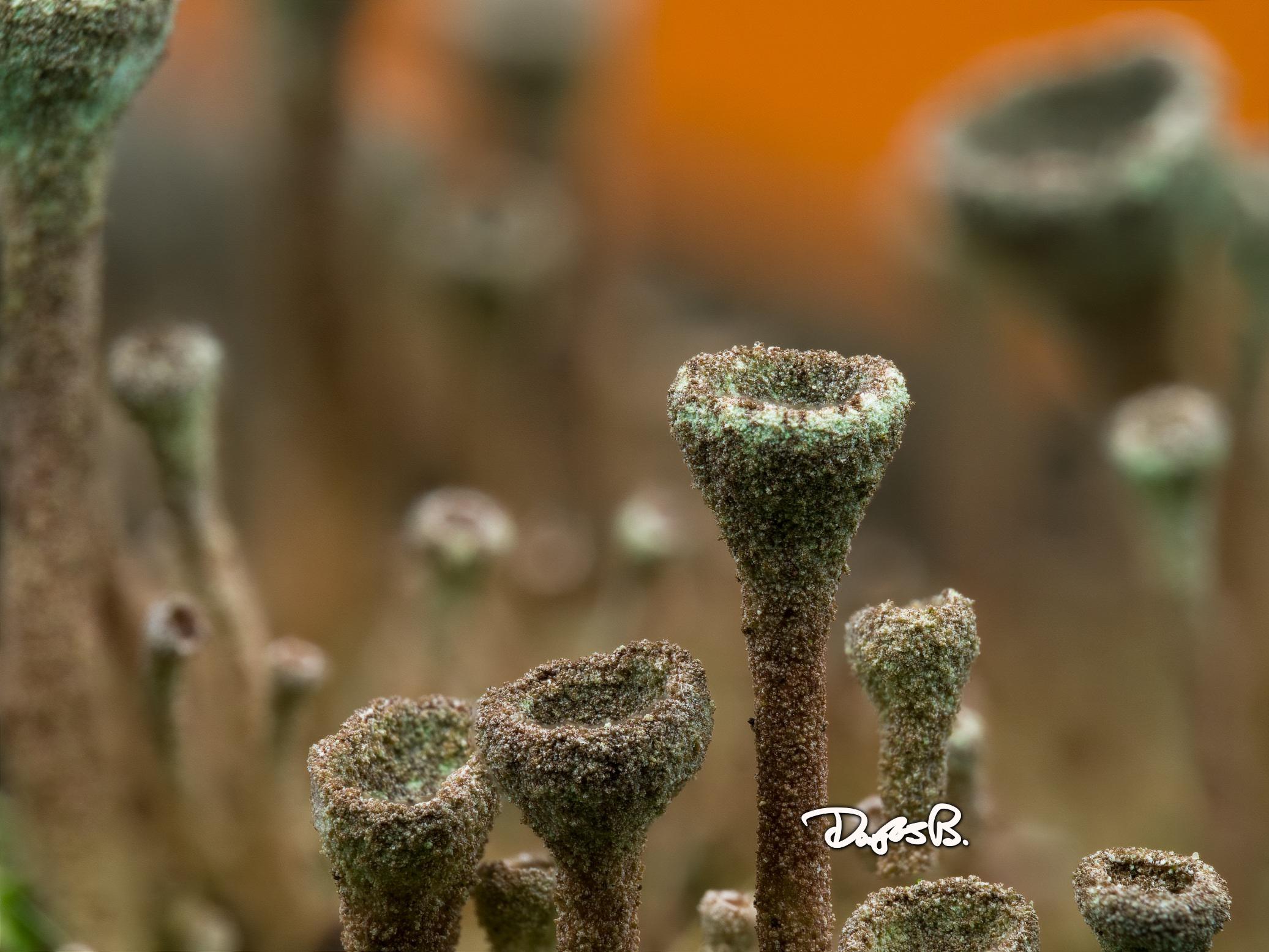 Lichen playing around with image stacking [OC] | Scrolller