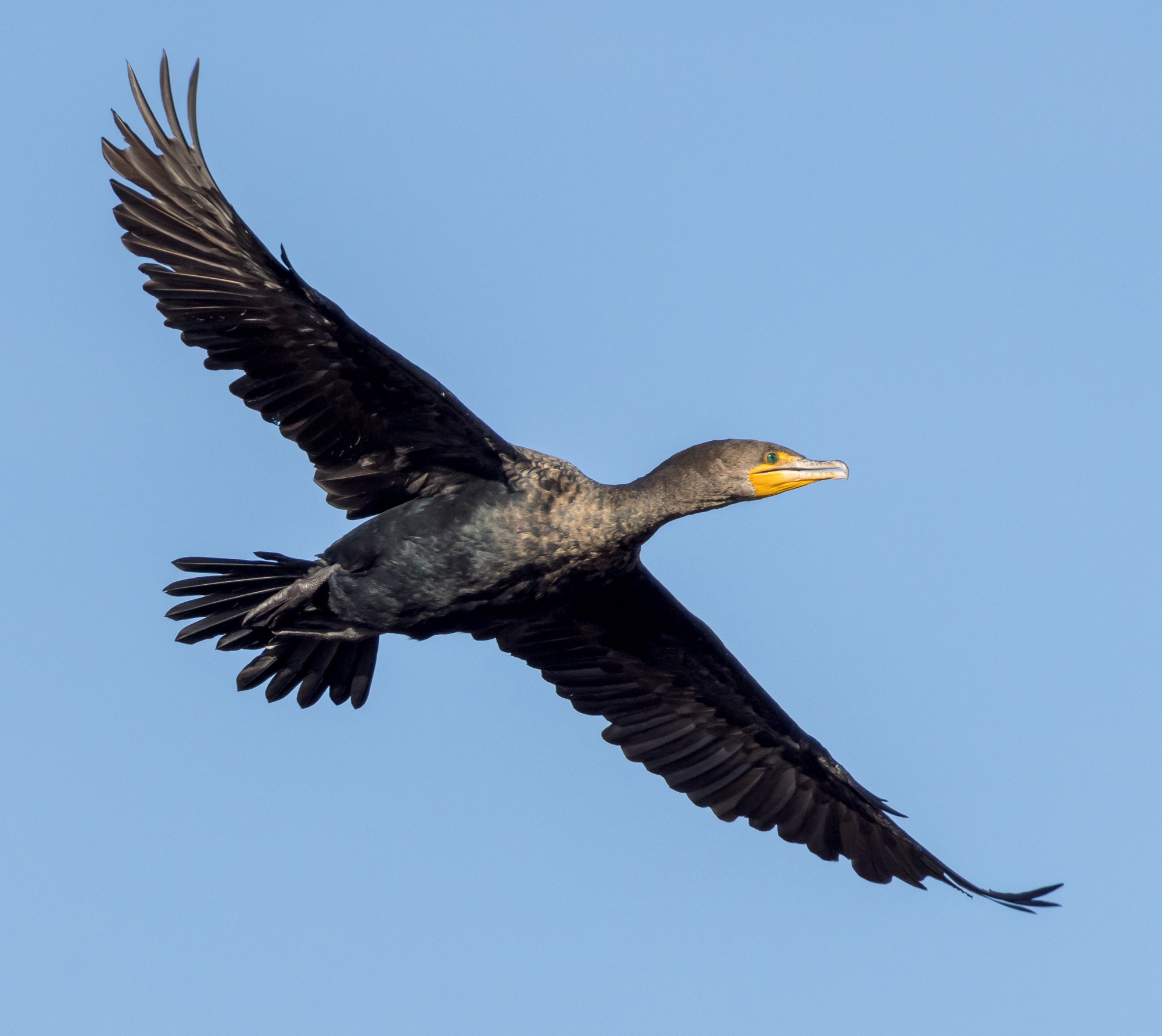 Double-crested Cormorant in flight. | Scrolller