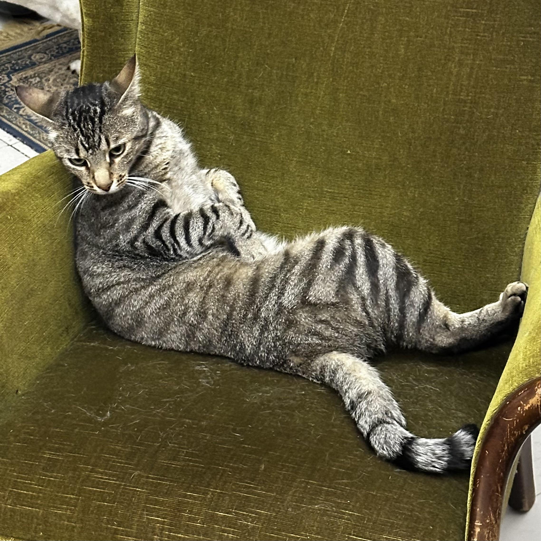 Look at this diva | Scrolller