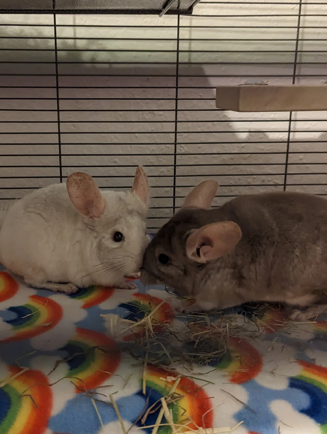 Introducing To Reddit Lilo And Stitch 💗💗💗 Scrolller