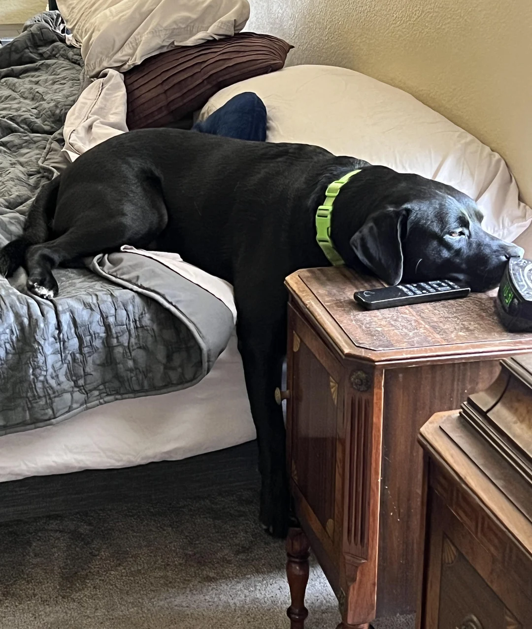 My daddy sucks | Scrolller