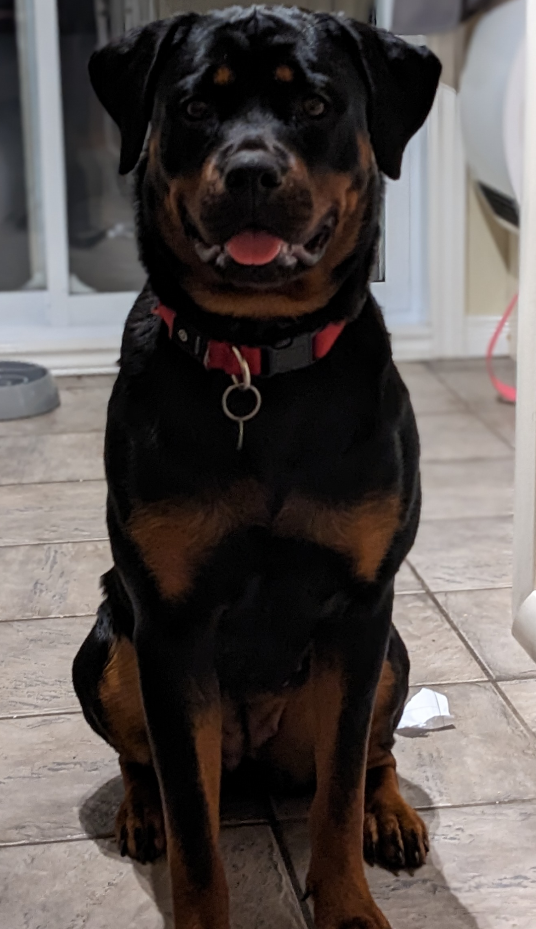 Luna aka Shredder | Scrolller