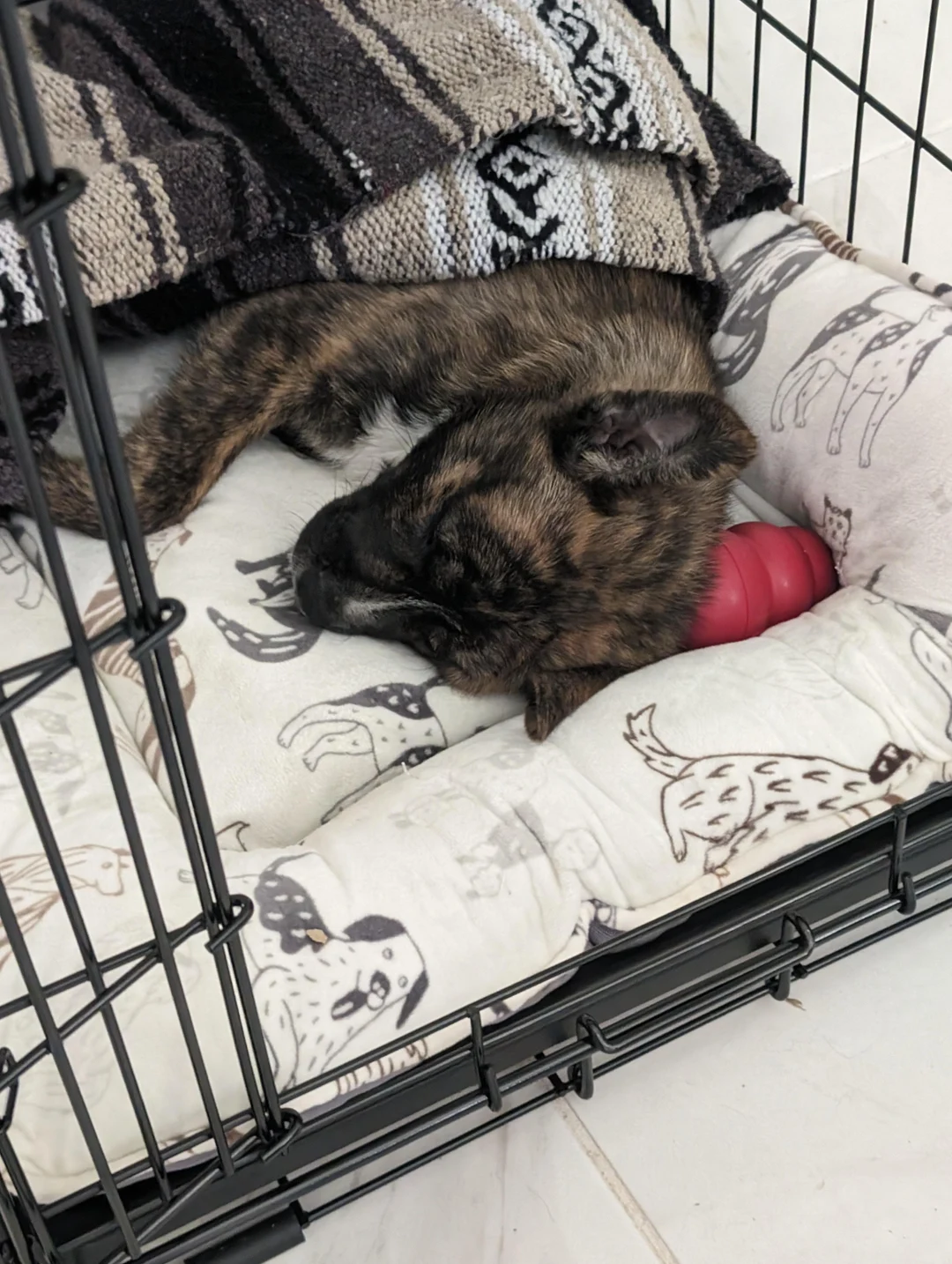 Our new puppy, exhausted from her gotcha day | Scrolller