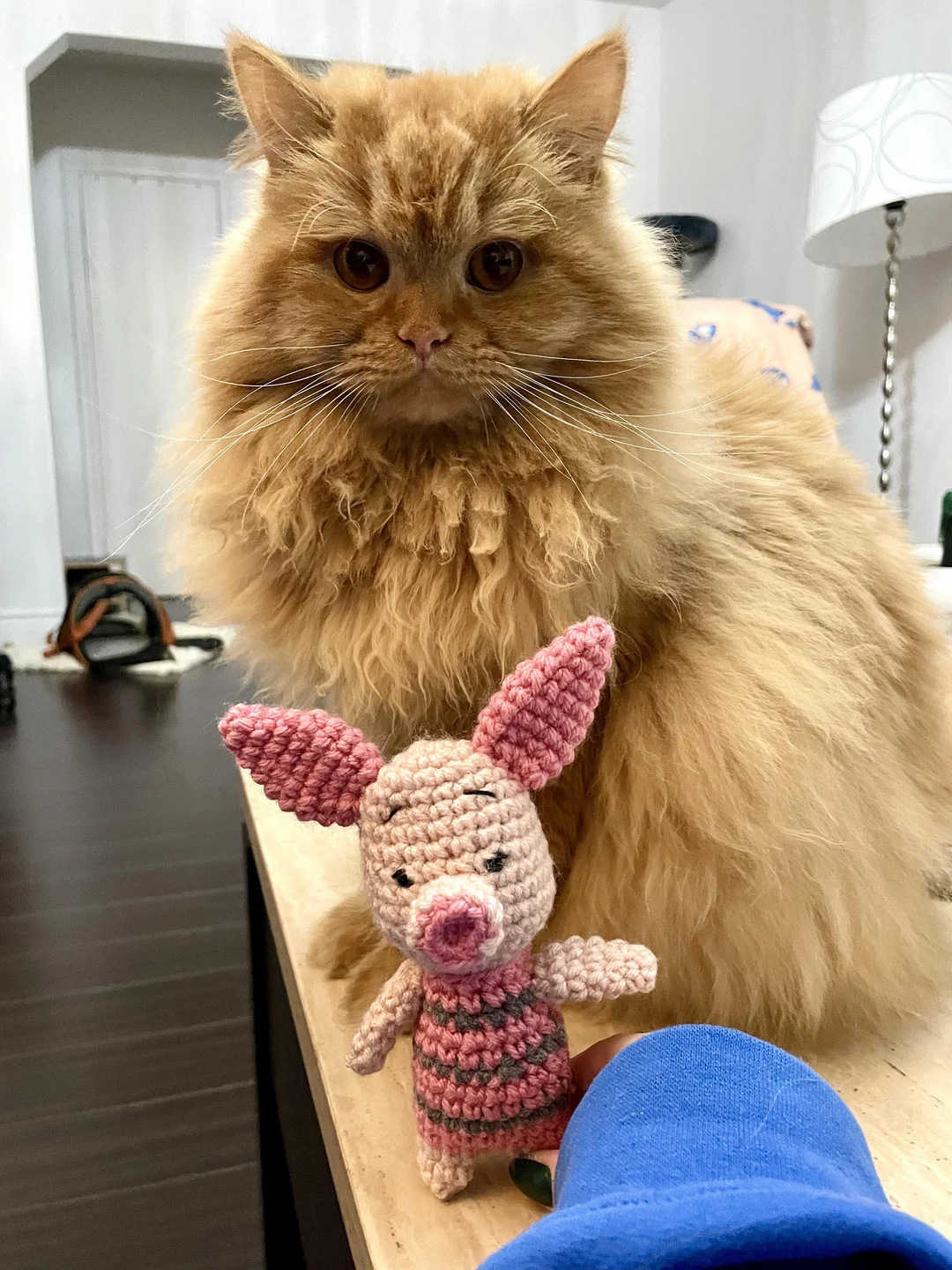 Made my floof Winnie his own Piglet | Scrolller