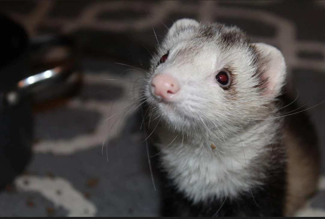 Another one of otter:) | Scrolller