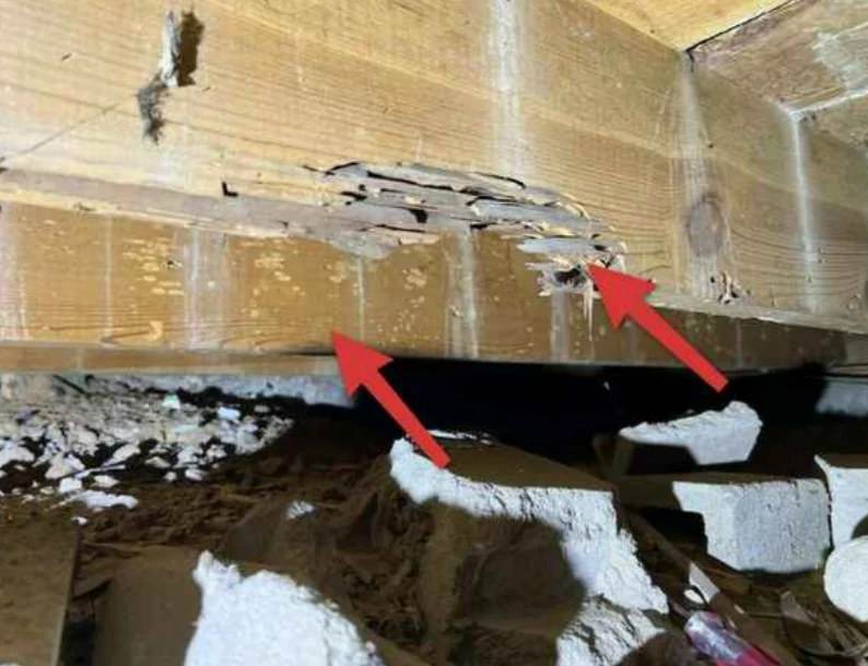 Termite damage | Scrolller
