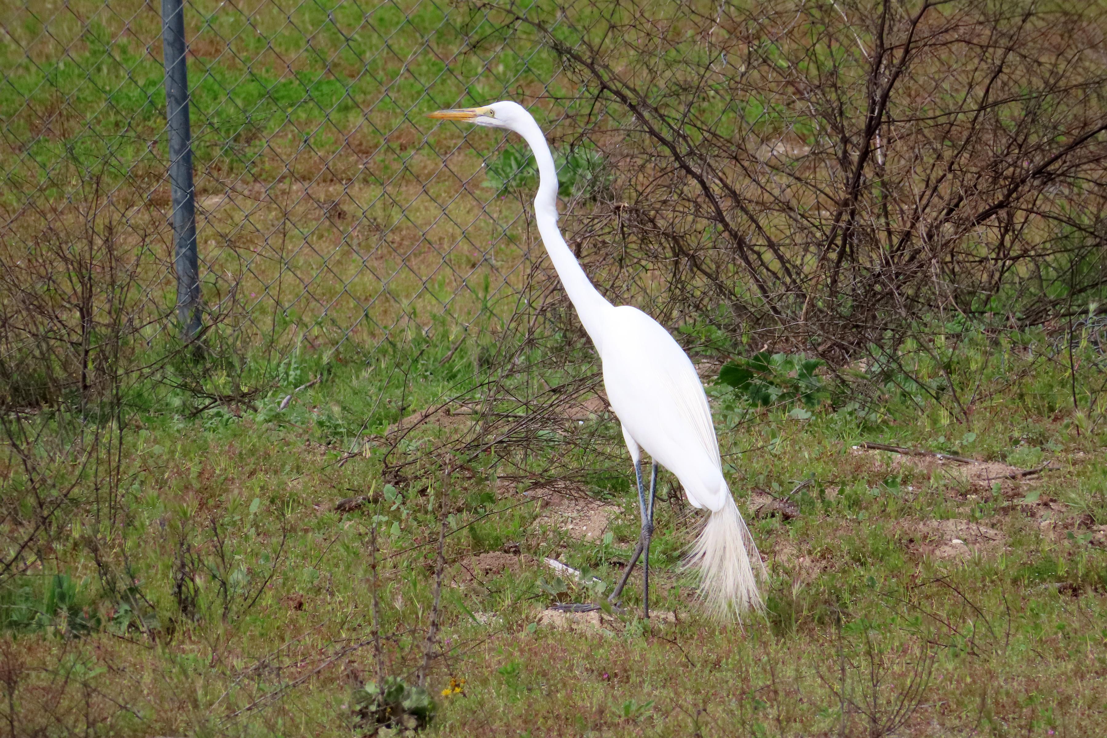 Never seen poofy tail feathers like these on a great egret before. A sign of mating season ...