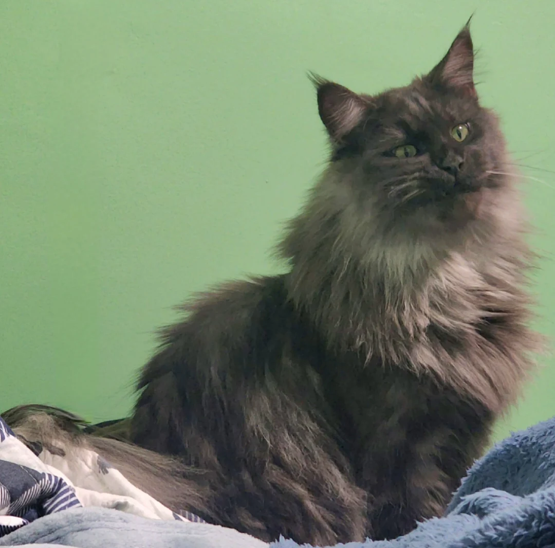 The face we all make when we get asked by people if their cat is part mainecoon. | Scrolller