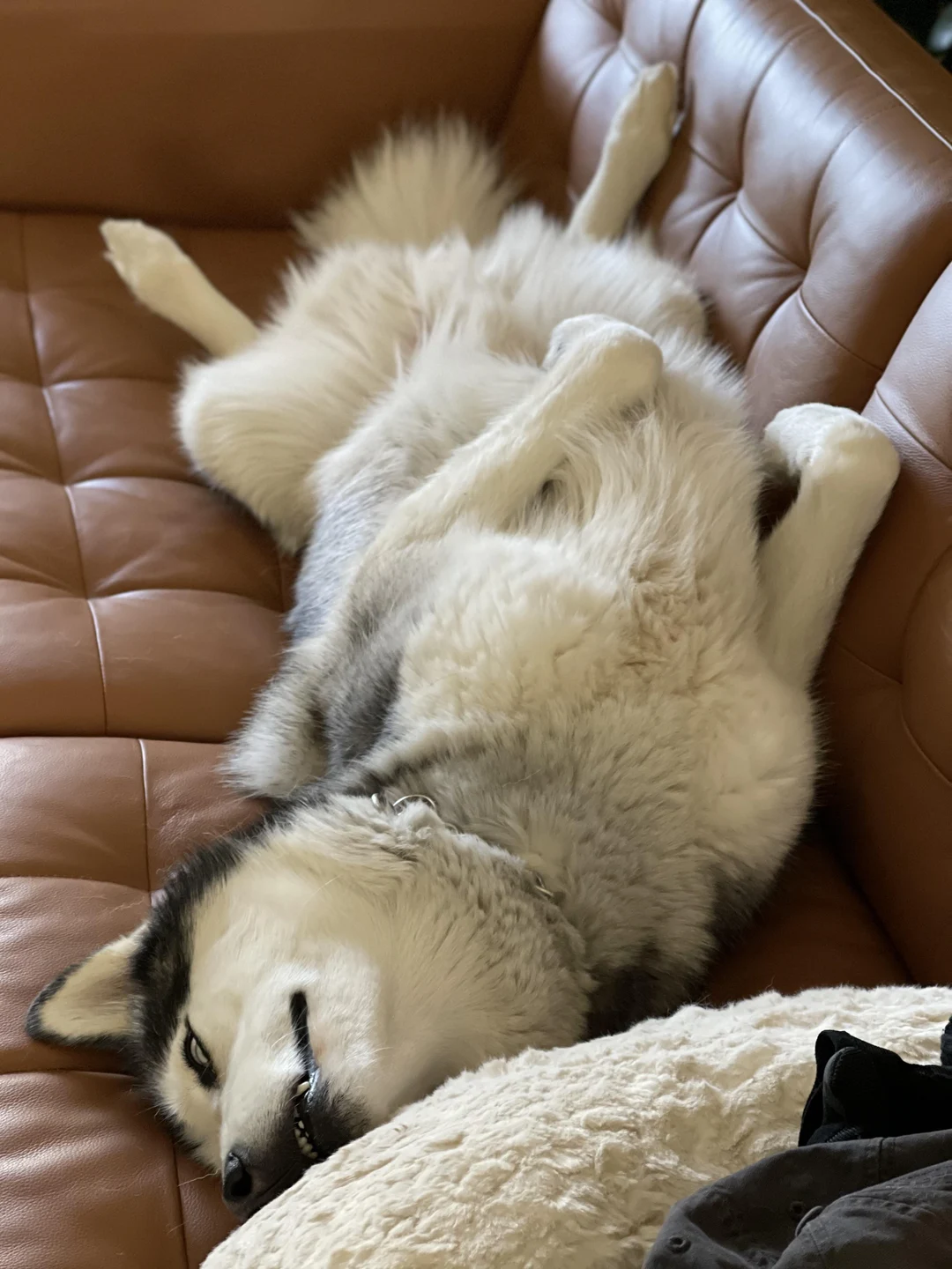 Husky broken. | Scrolller