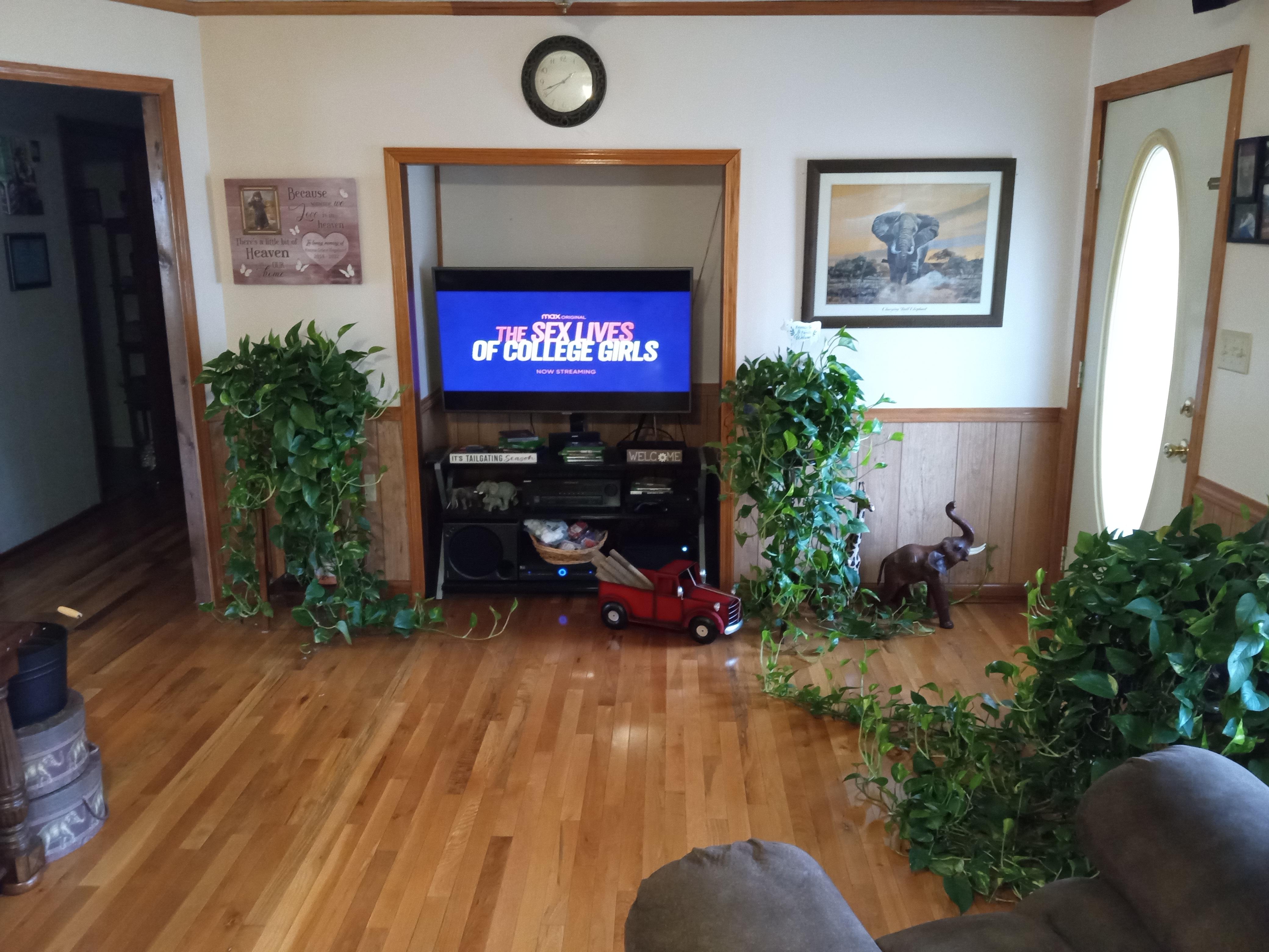 Better picture of some of my Pothos | Scrolller