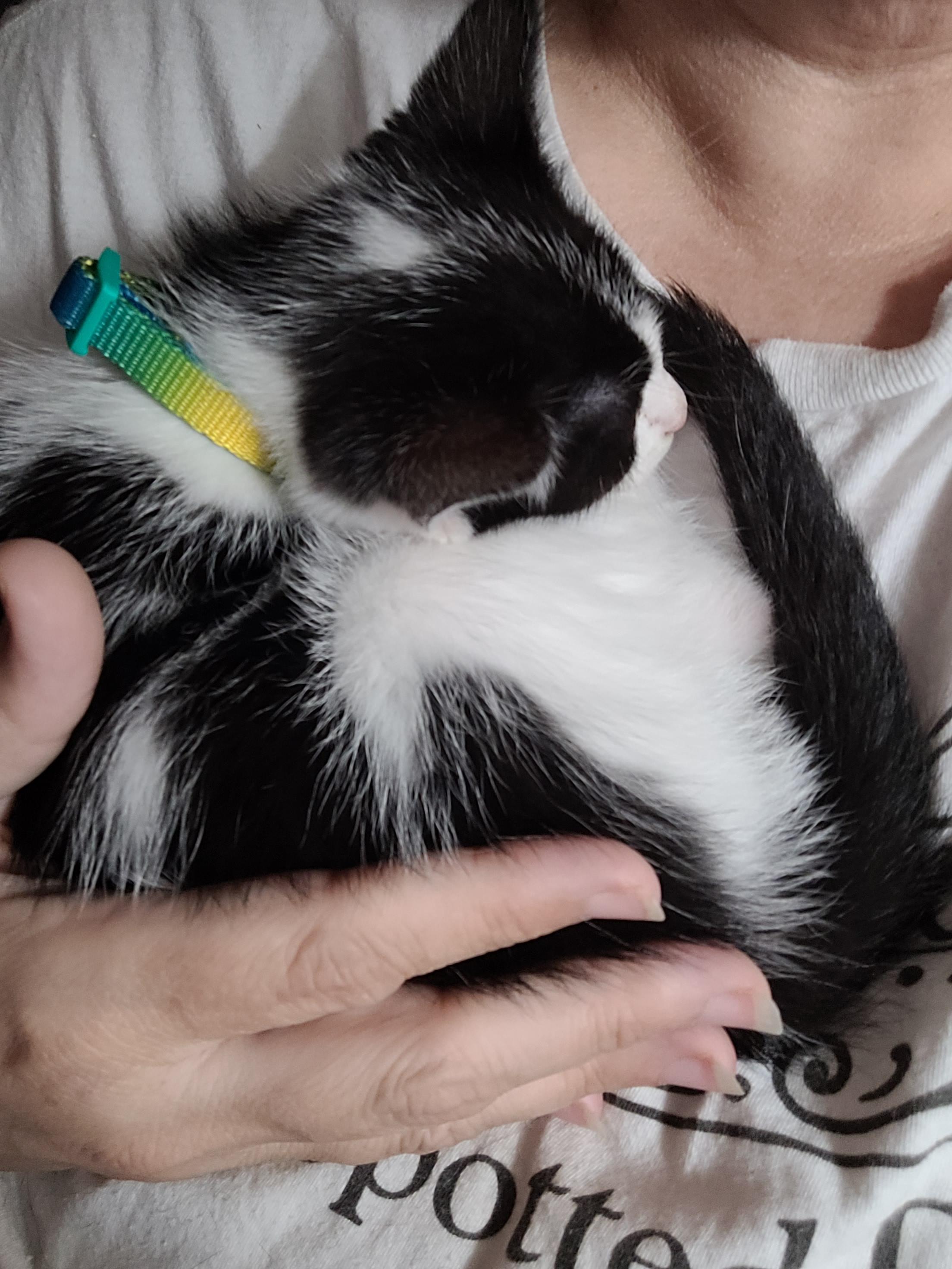 Handful Of Cute Scrolller