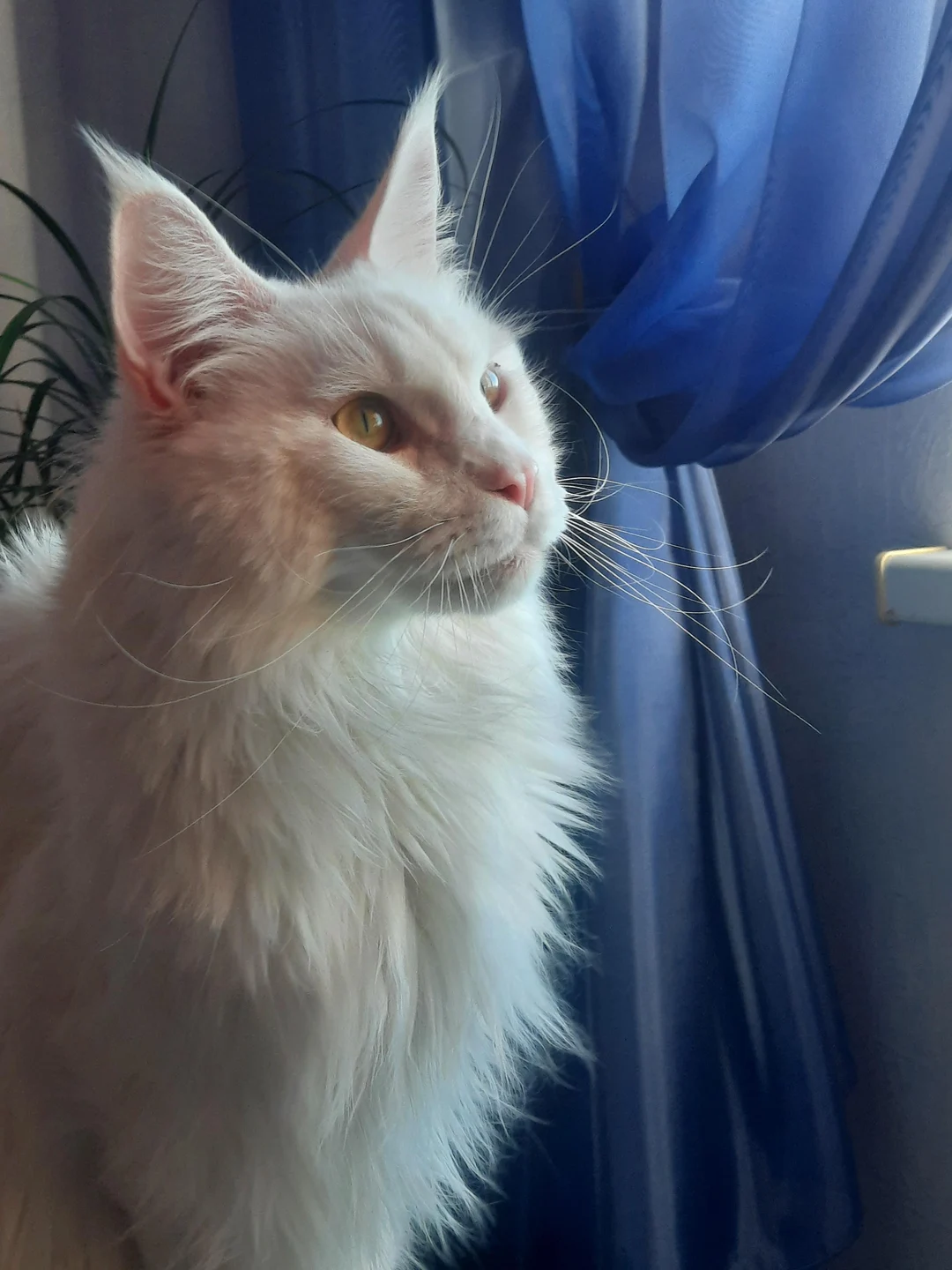 A glamourous cloud | Scrolller