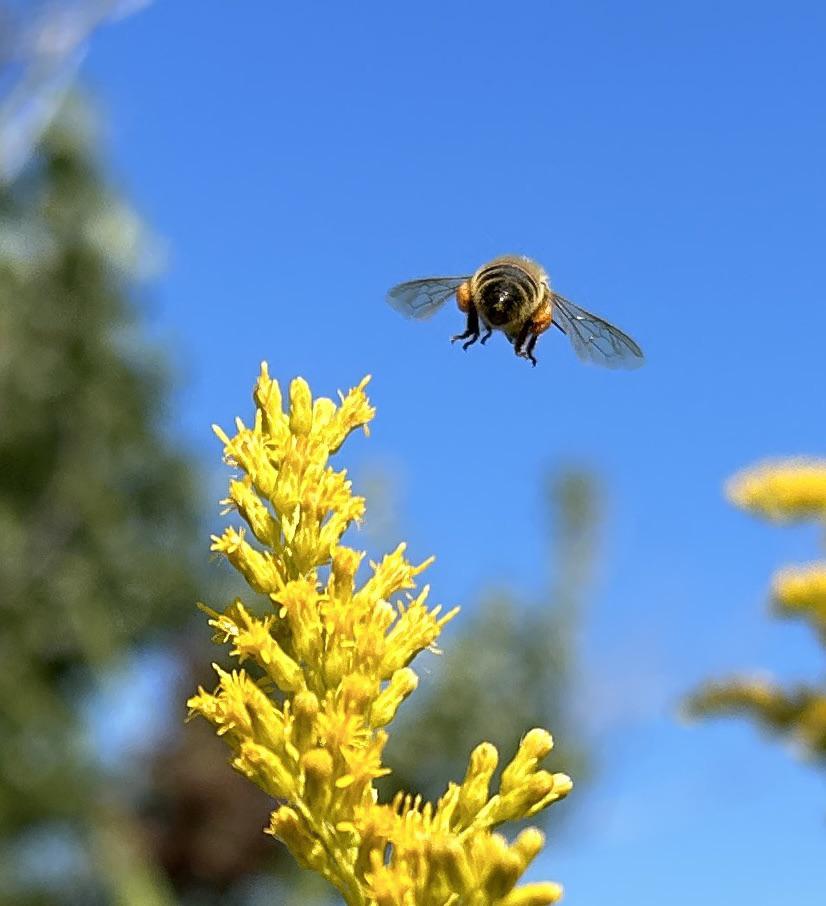 🔥 gorgeous bee taking flight | Scrolller