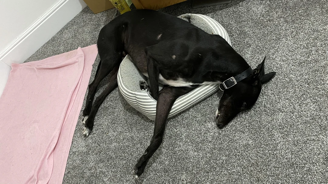 Nowhere else available, clearly | Scrolller