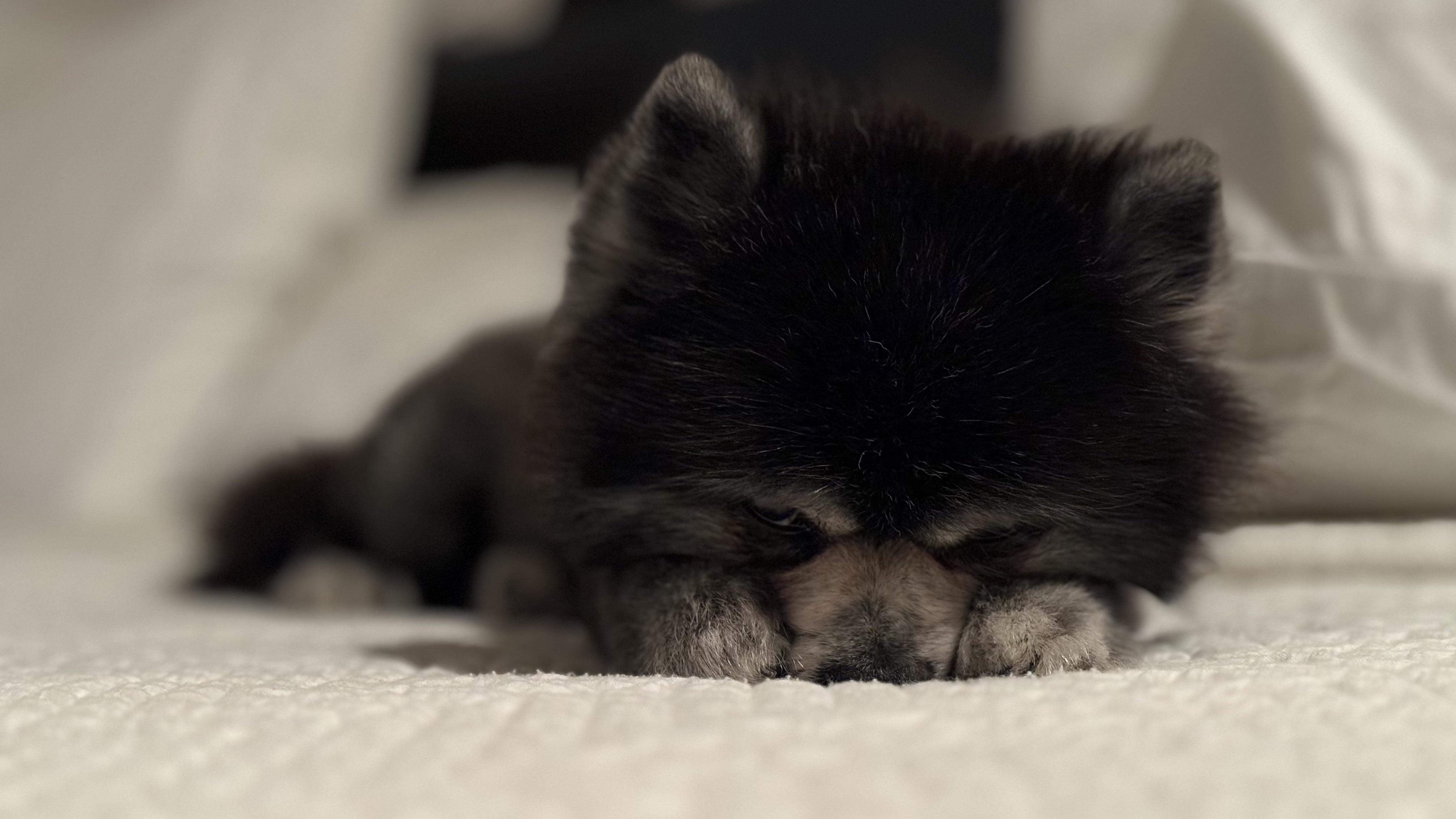 Discover more like Aww: My Little Buddy Apollo and Related Content | Scrolller