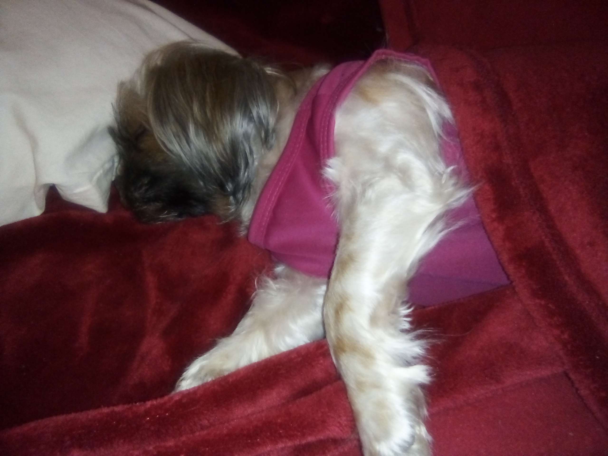 Our tucked in Princess Daisy Mae | Scrolller