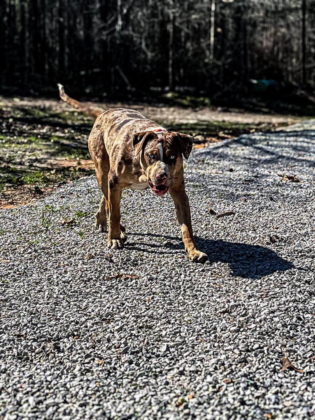 Goodest boy, Bear | Scrolller