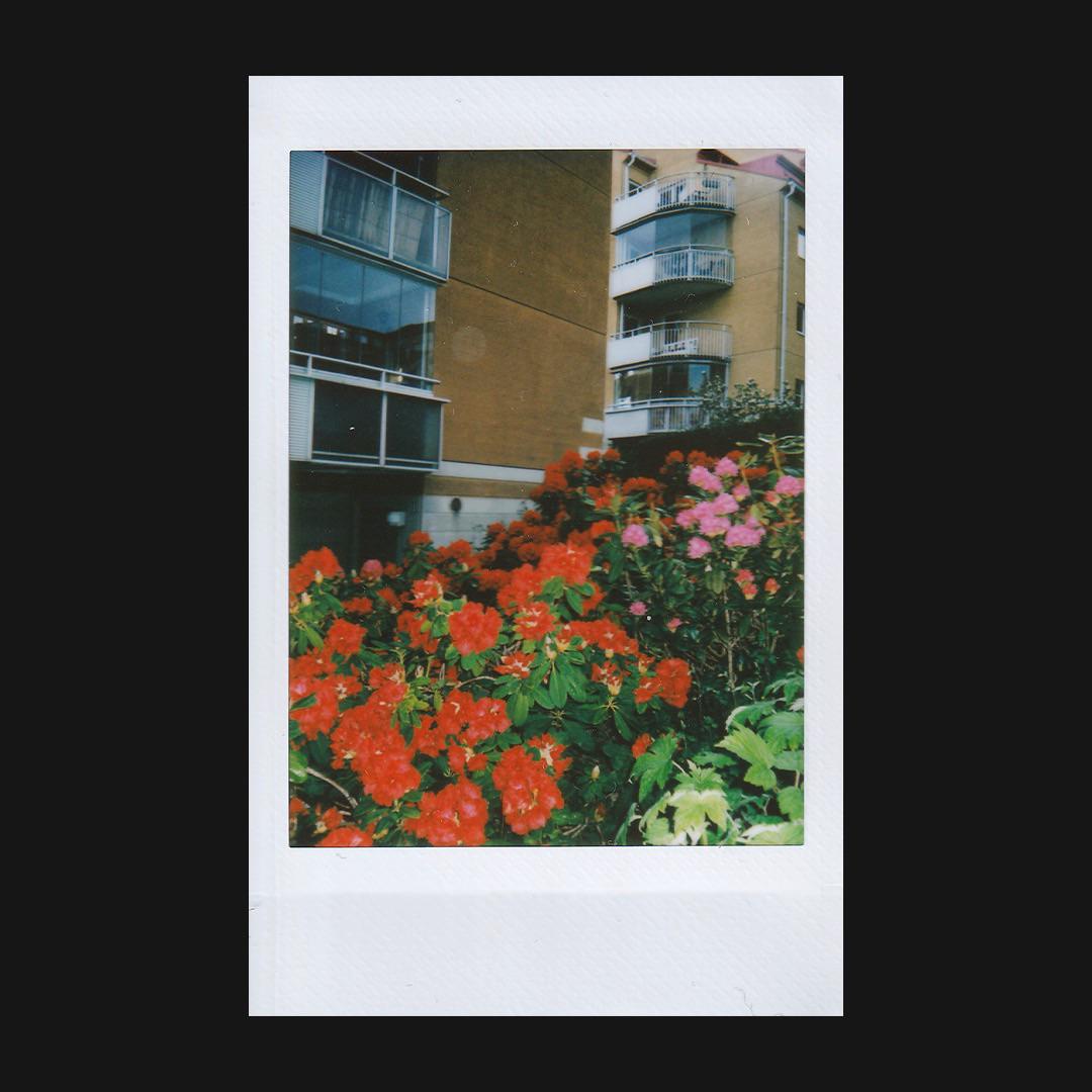 Spring has arrived | Instax Mini 90 | Scrolller
