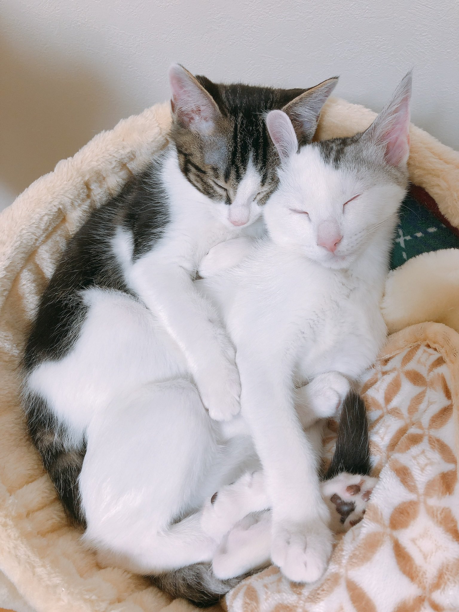 Cat hugs~ | Scrolller