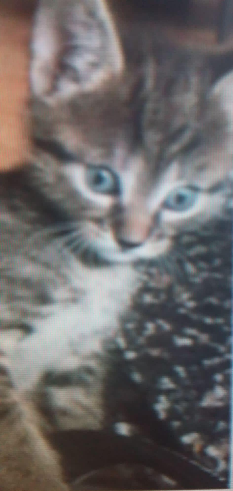 A low resolution picture of one of my cats. | Scrolller