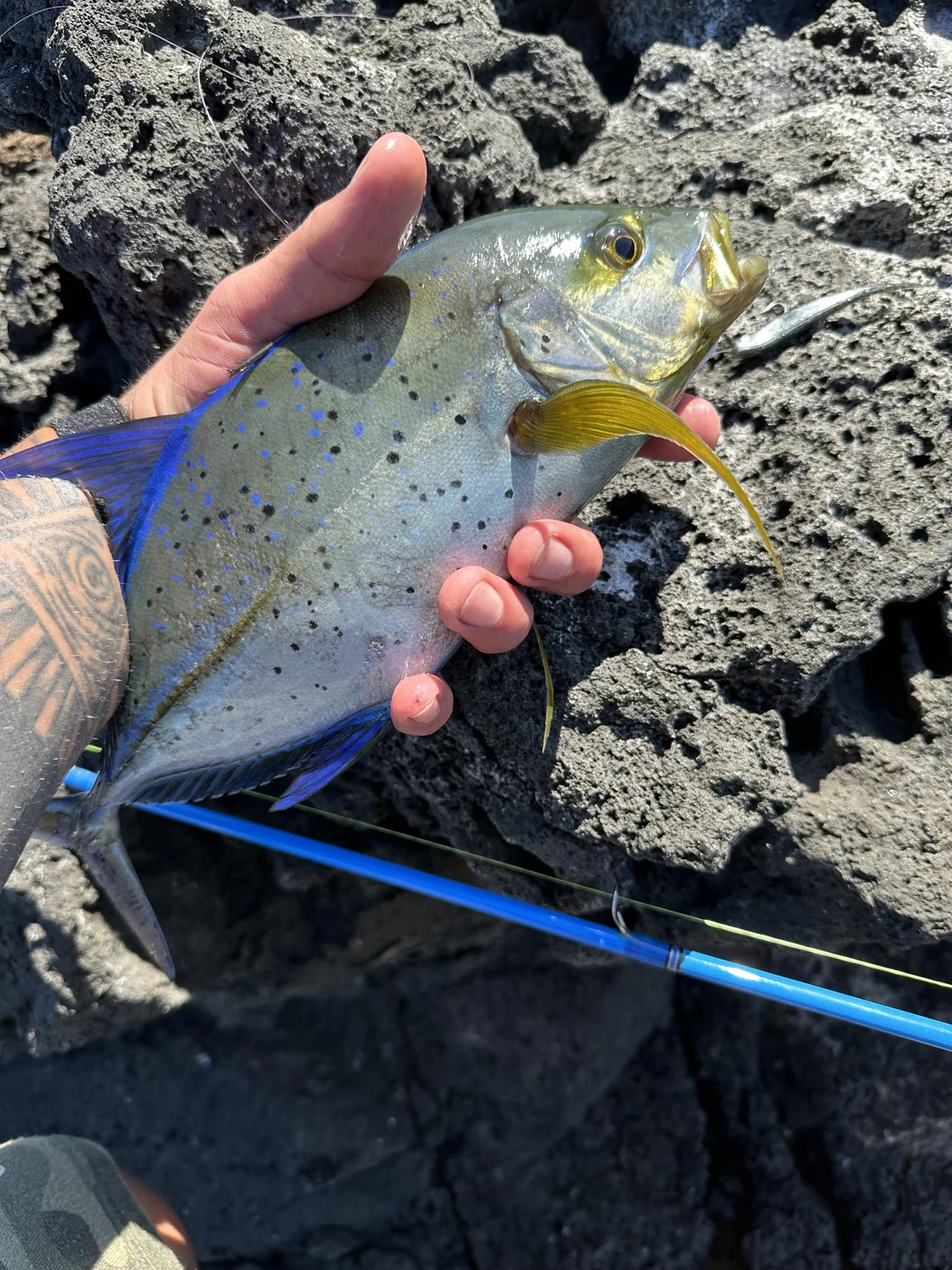 Thanksgiving action | Scrolller