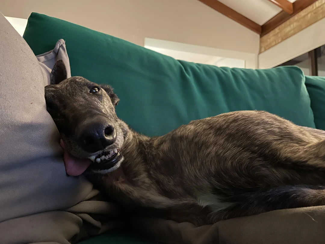 Sleepy Archie ☺️ | Scrolller