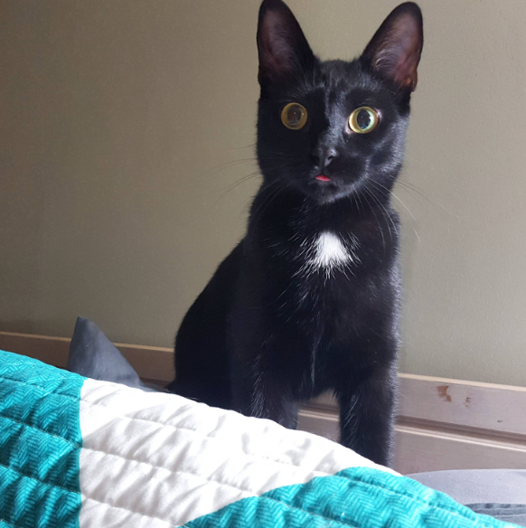 Slightly surprised blep | Scrolller
