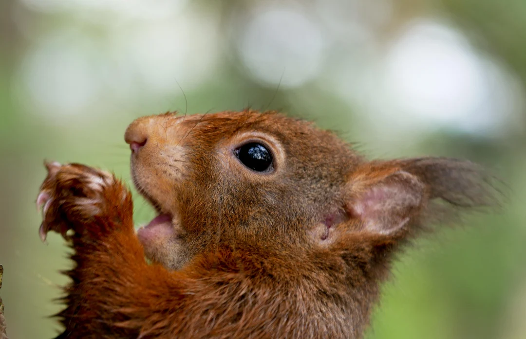 Happy chomping on a walnut | Scrolller