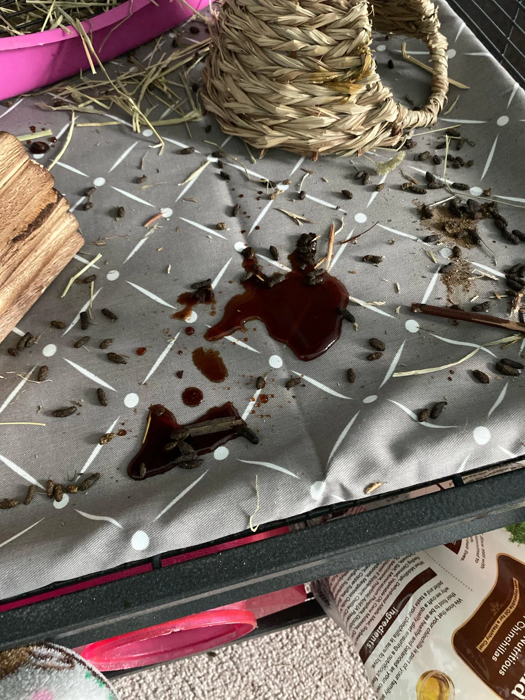 chinchilla urine? | Scrolller