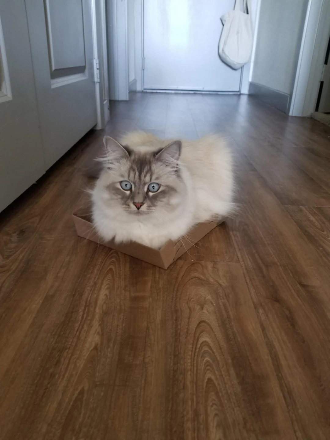 Vanilla! | Scrolller