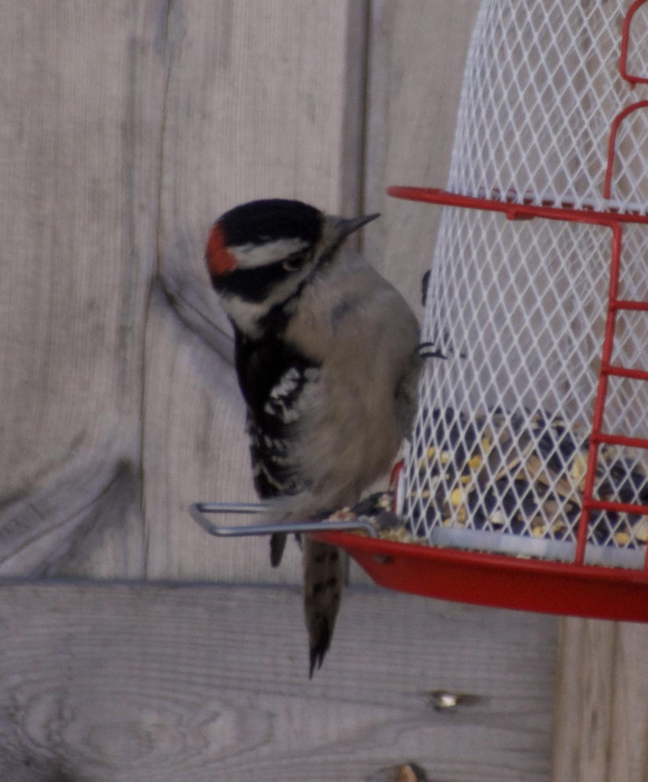 Downey Woodpecker looking cross in CT. | Scrolller