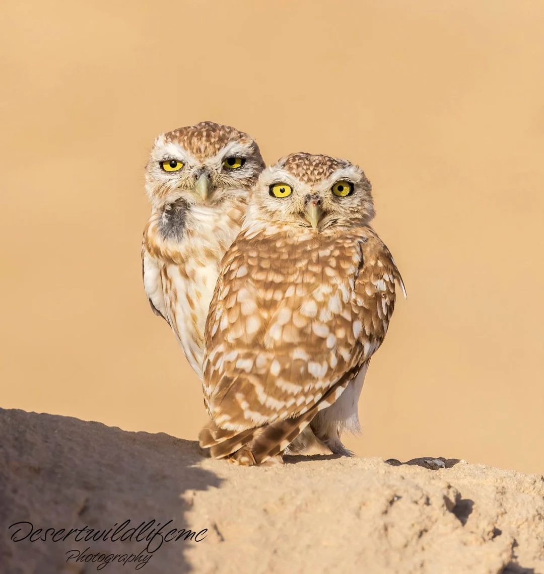 Discover more like Owls: Owl super models and Related Content | Scrolller