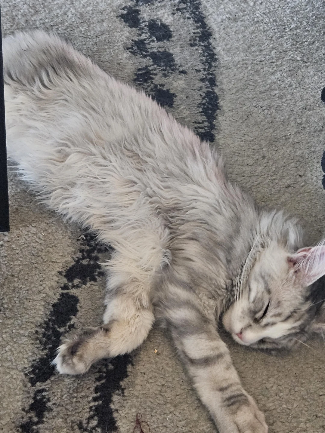 Stringy coat? | Scrolller