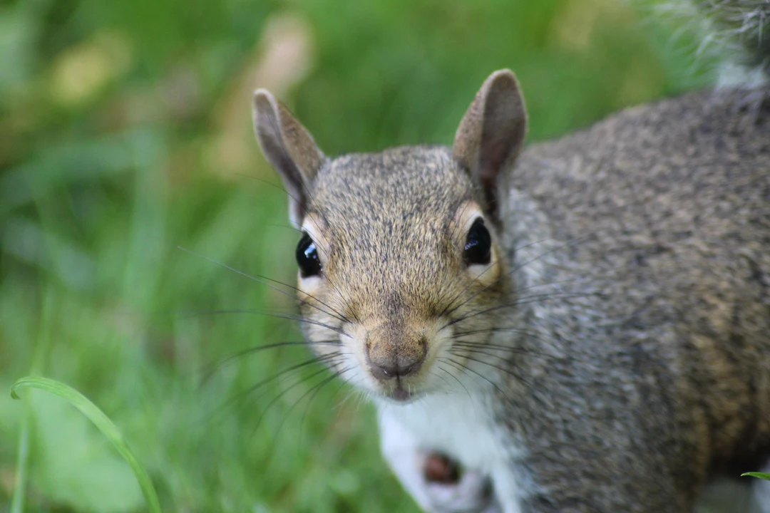 a squirrel | Scrolller