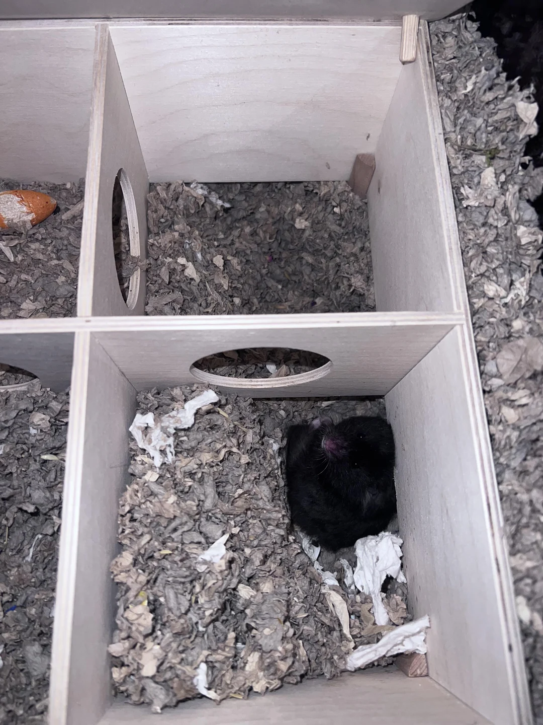 Hideout question | Scrolller