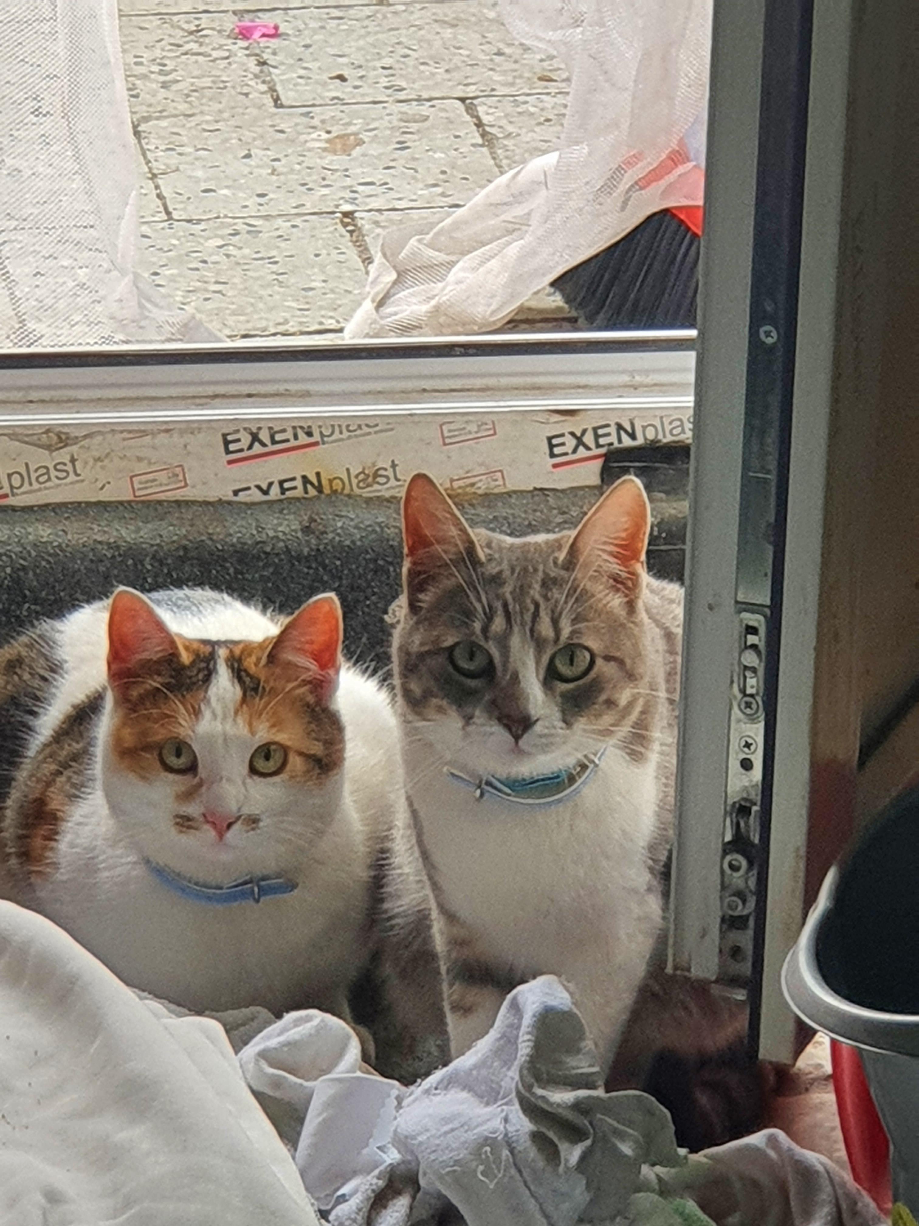 My cats absorbing the bad memories from your brain | Scrolller