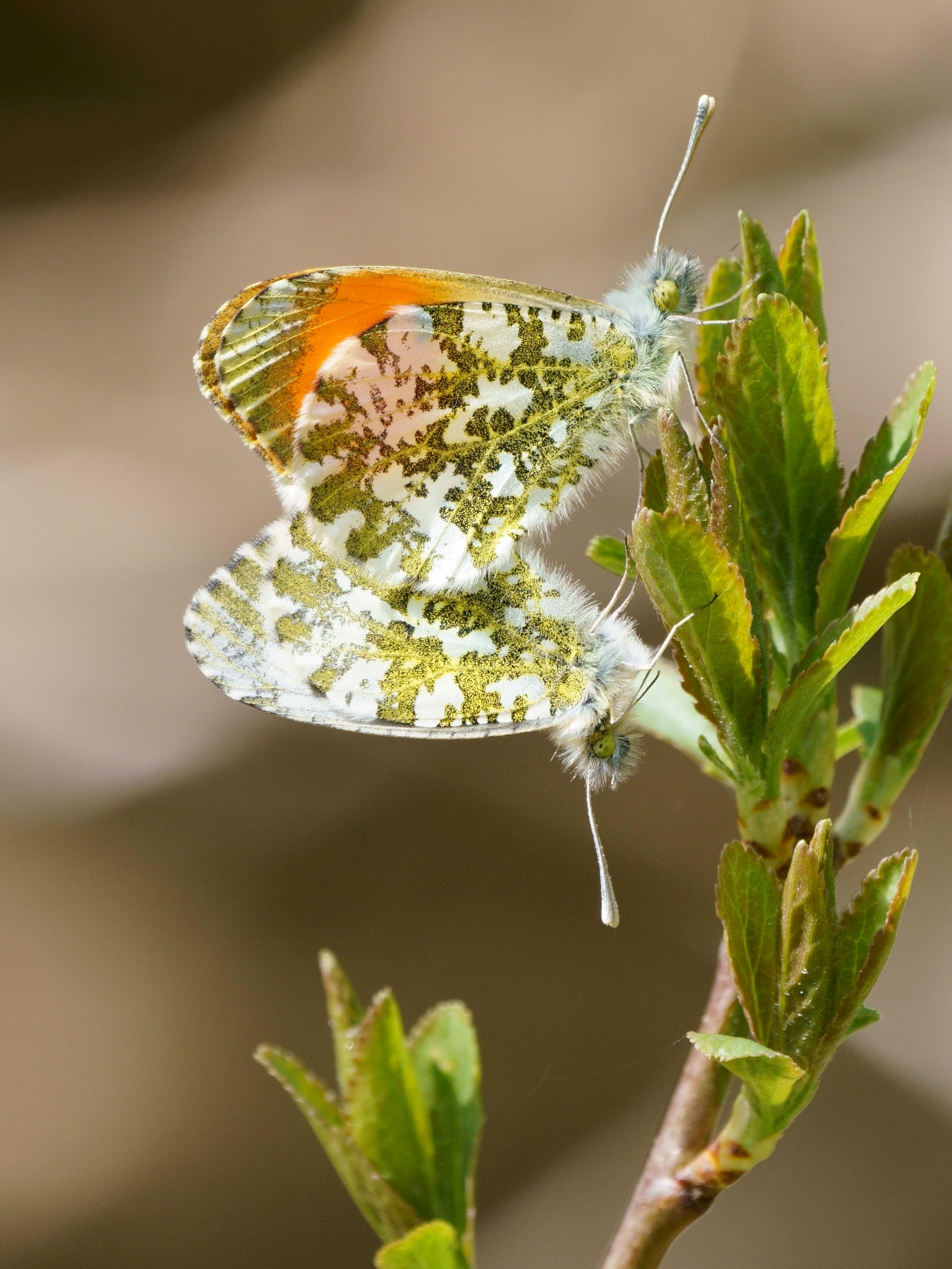 Orange tips mating | Scrolller
