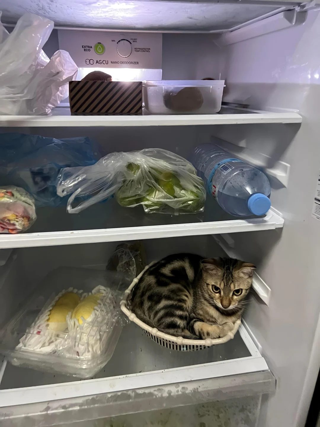 Does anyone see my cat? | Scrolller