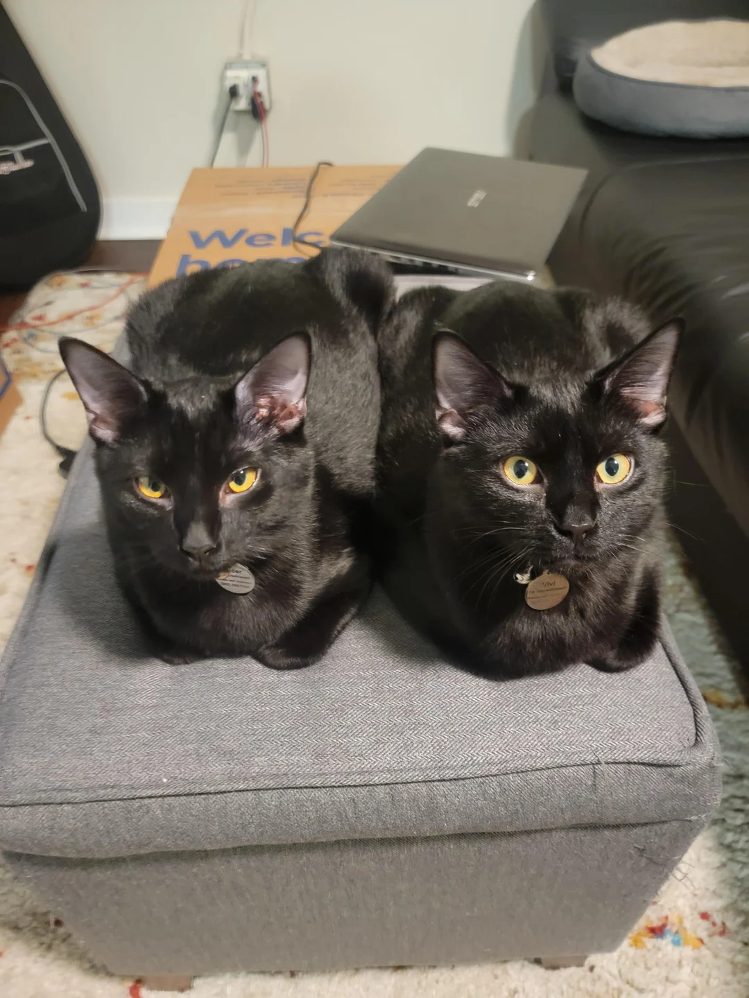 Twin Loaves | Scrolller