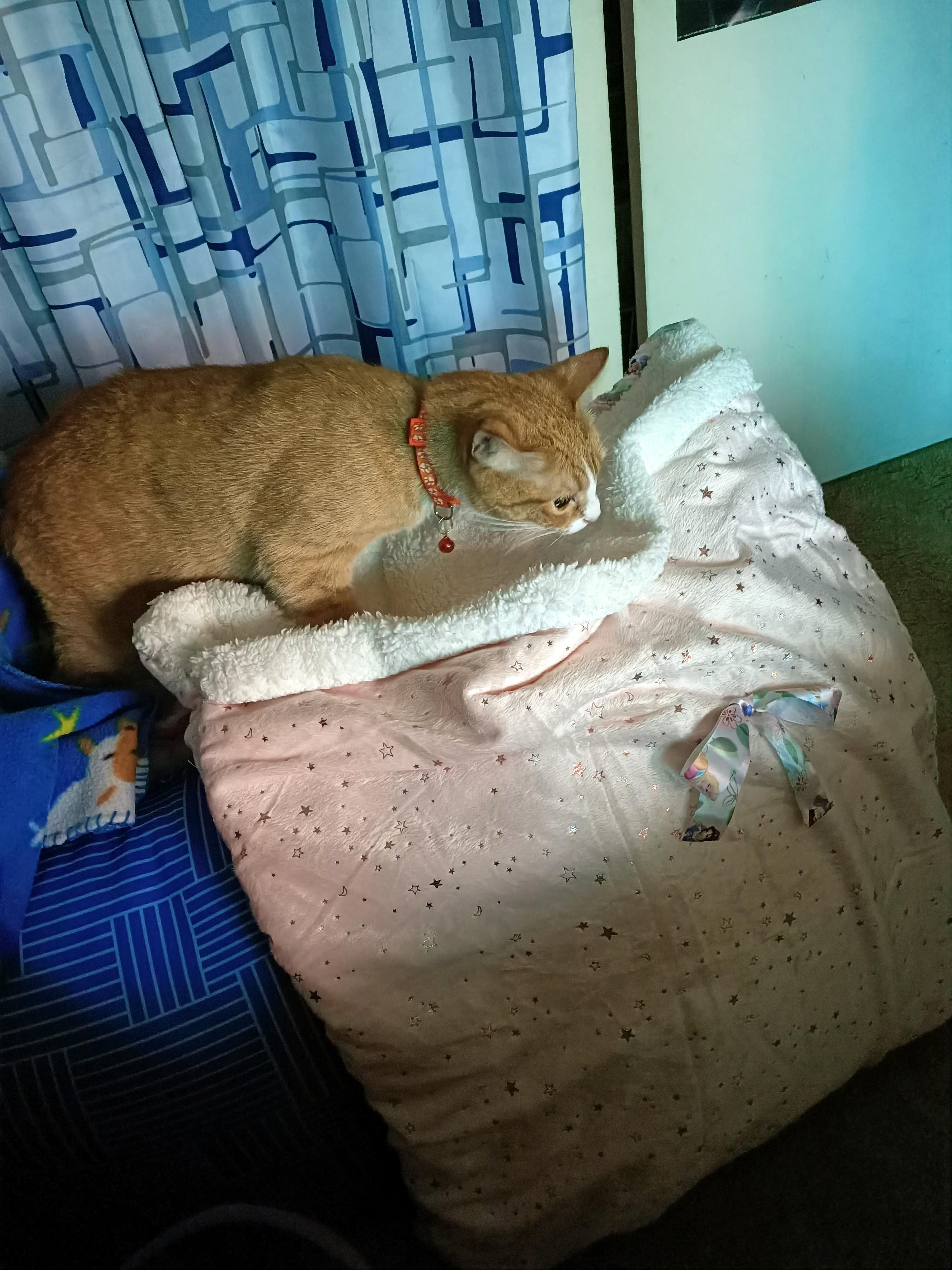 Sansa inspecting her "snuggle bed" her Nana made. | Scrolller