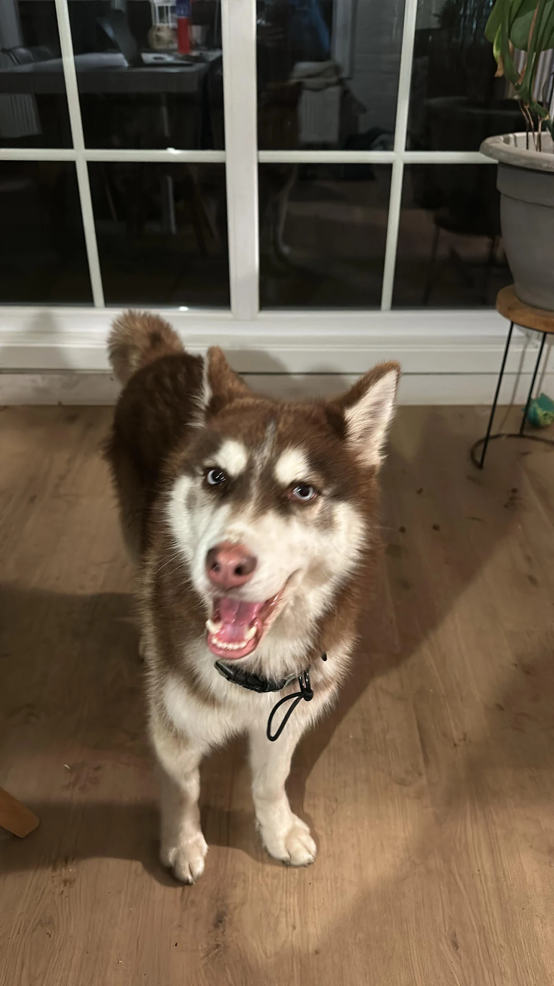 Update on nova’s adoption | Scrolller