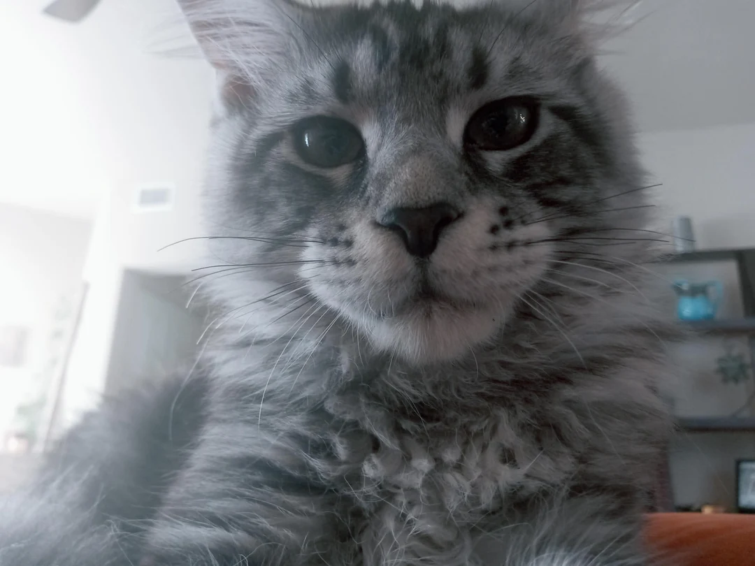 Cant get over how fast Aslan is growing. | Scrolller