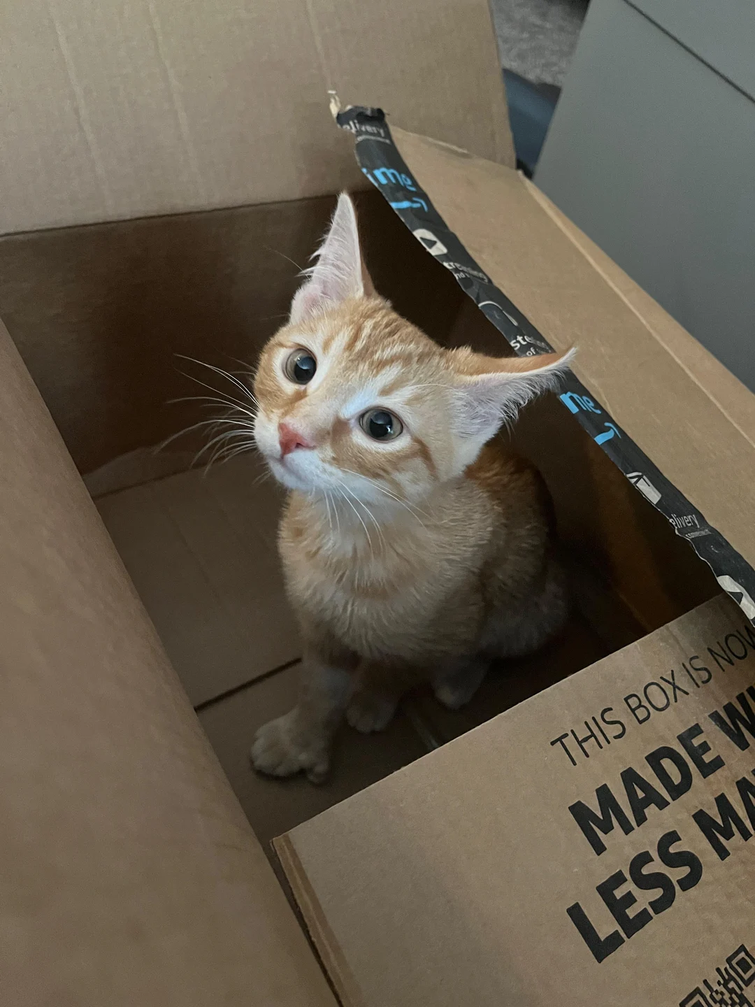 Stevie’s first cat trap in her forever home took all but a second for a successful trapping ...