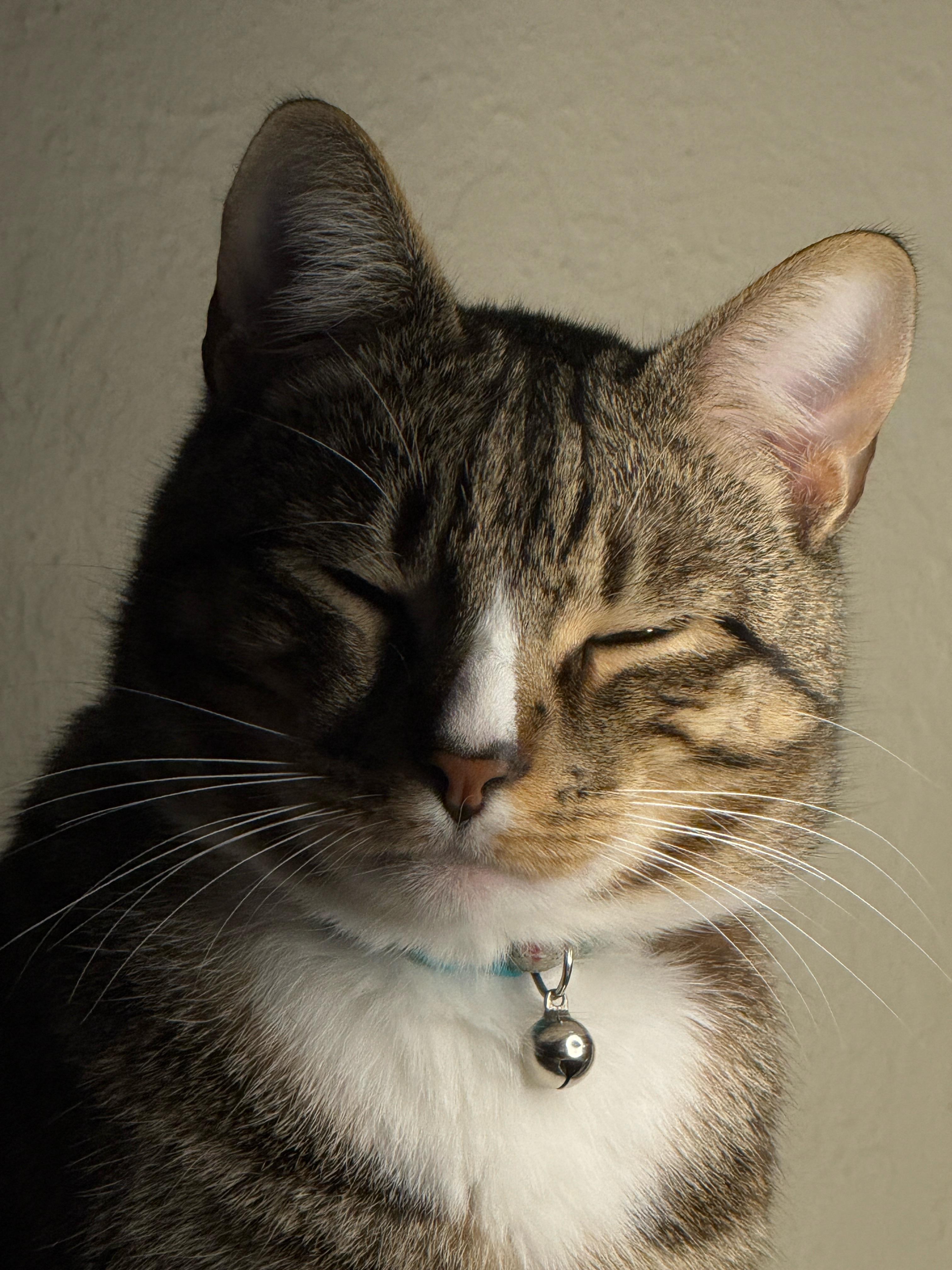 My first cat… BART | Scrolller