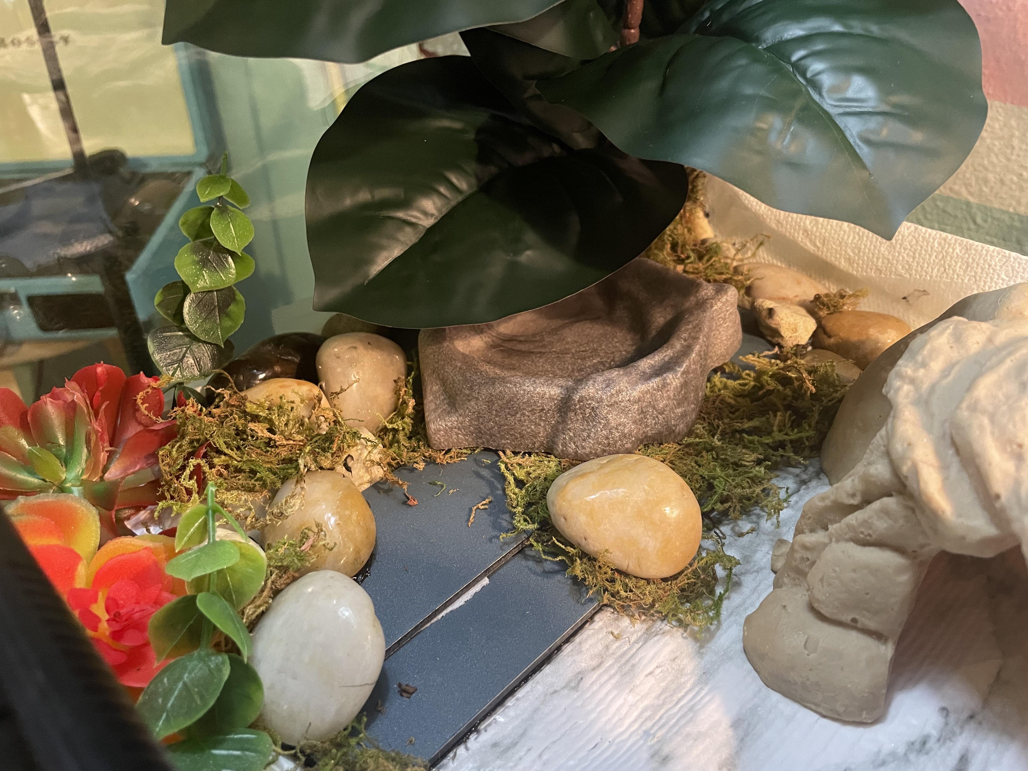 Rate my leopard gecko setup ! | Scrolller