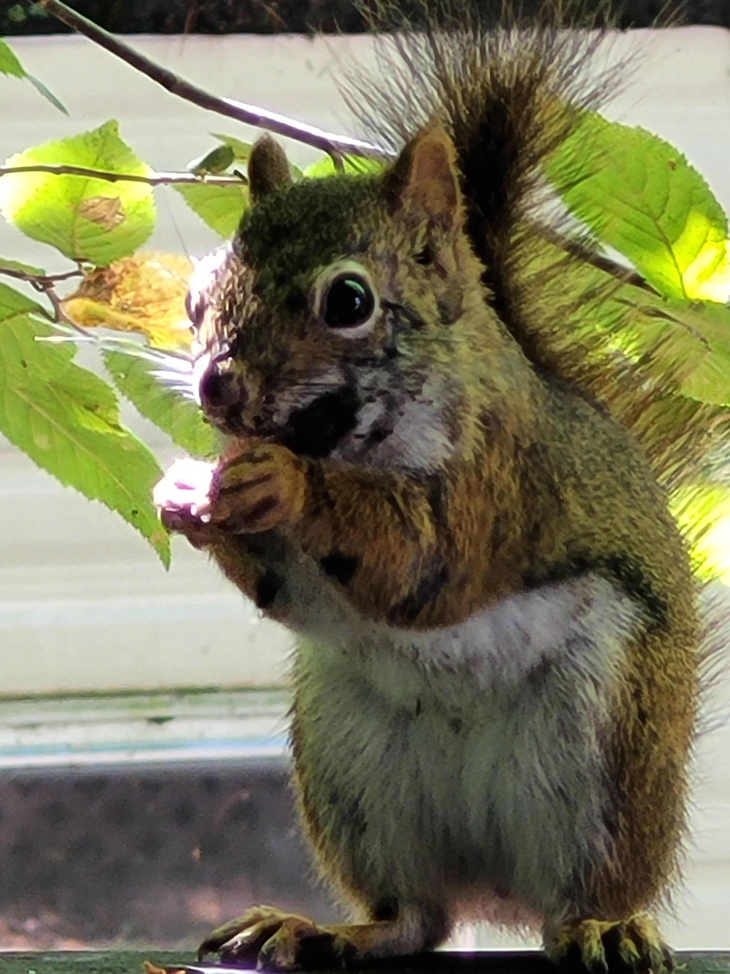 What is up with this Squirrel? | Scrolller