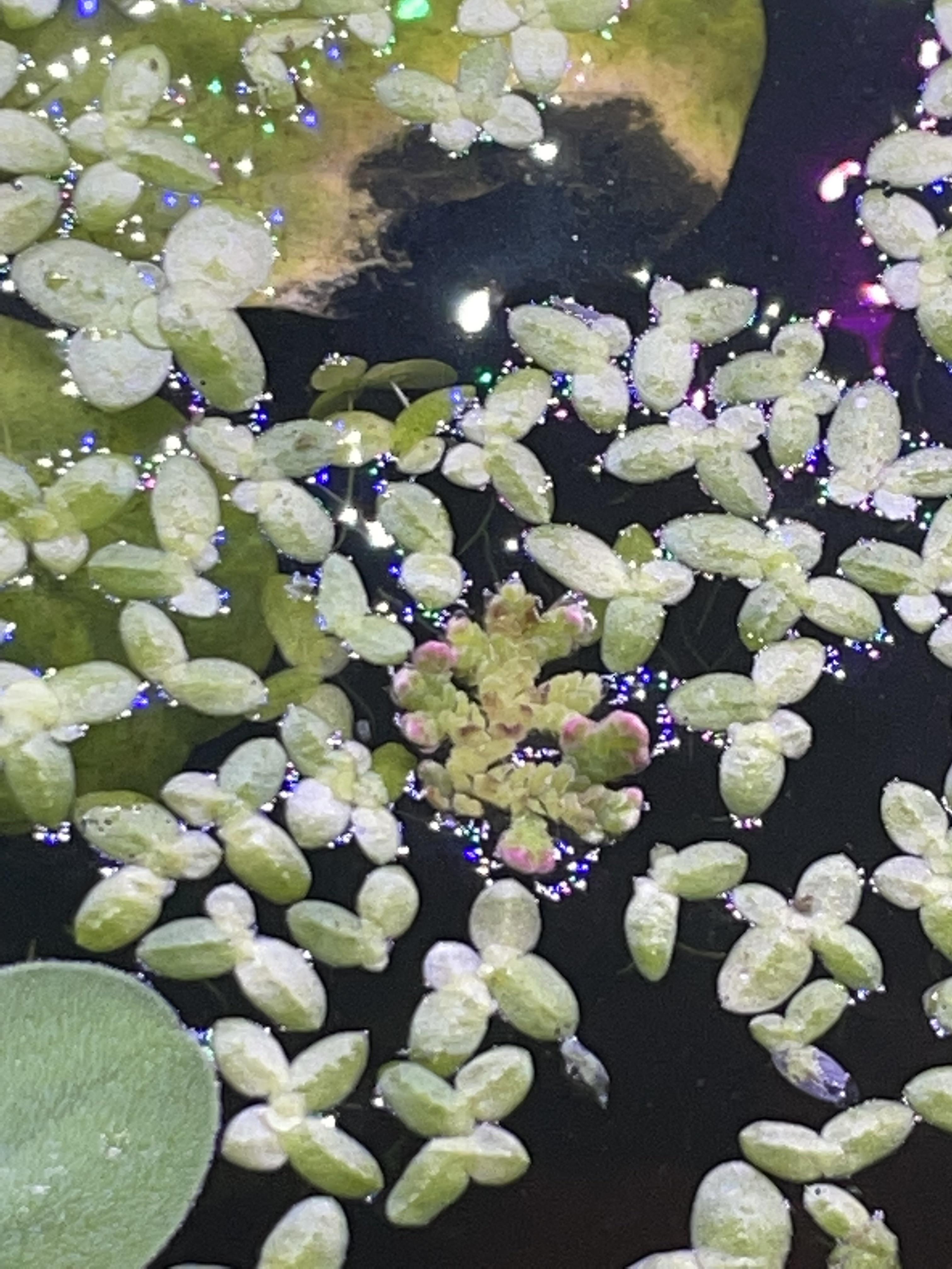 Plant ID | Scrolller